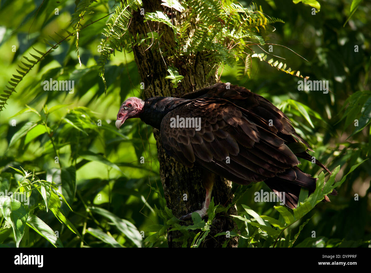 Turkey Vulture - Green Cay Wetlands - Boynton Beach, Florida USA Stock ...