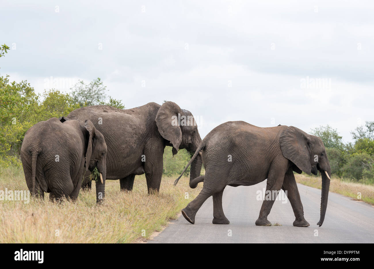 three elephants crossing the road in national kruger wild park south ...
