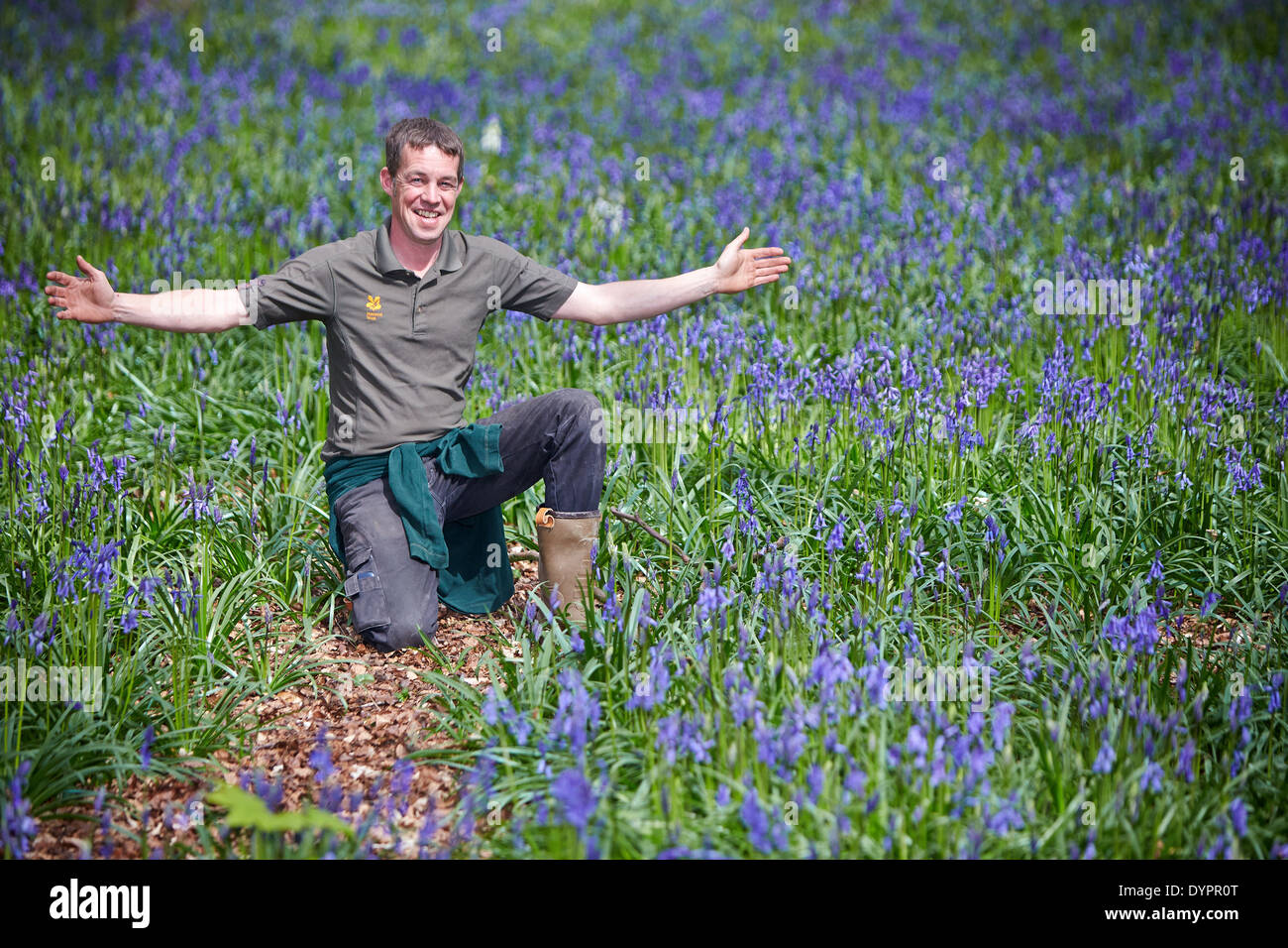 National Trust warden Andy Foley pictured amongst the bluebells at ...