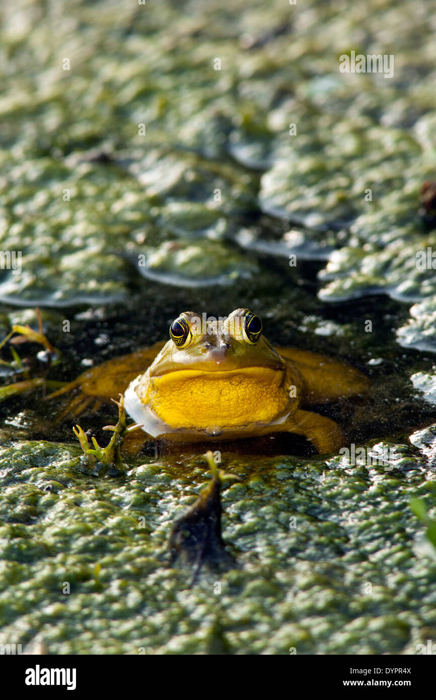 Lagoon frog hi-res stock photography and images - Alamy