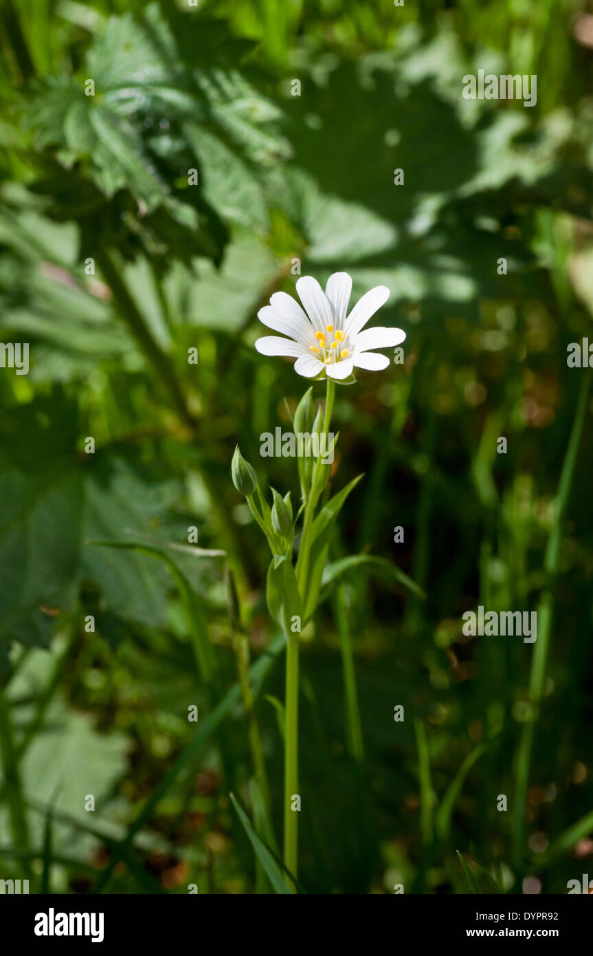 Stitchwort hi-res stock photography and images - Alamy