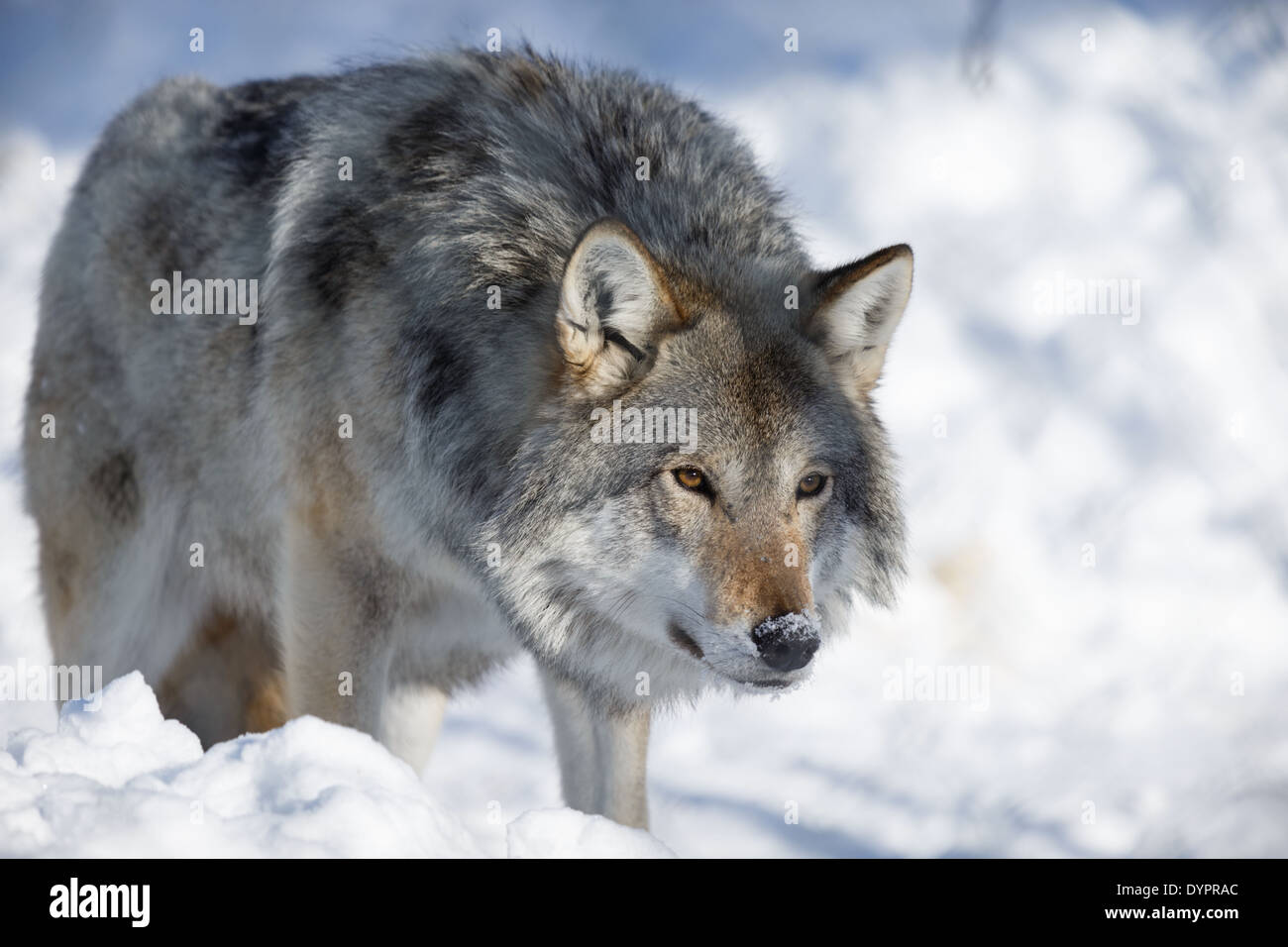 The Arctic Wolf On The Prowl Stock Photo - Alamy