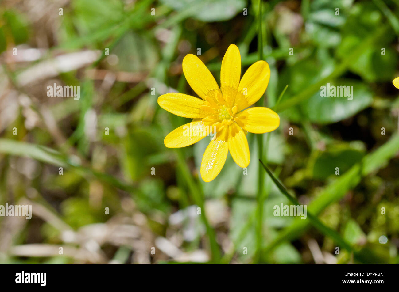Irish hedgerow hi-res stock photography and images - Alamy