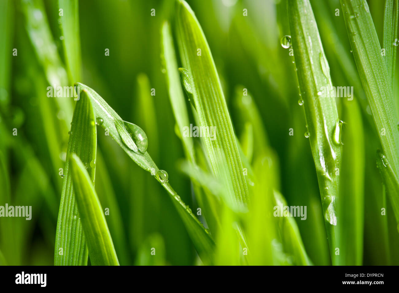 Long water lawn border hi-res stock photography and images - Alamy