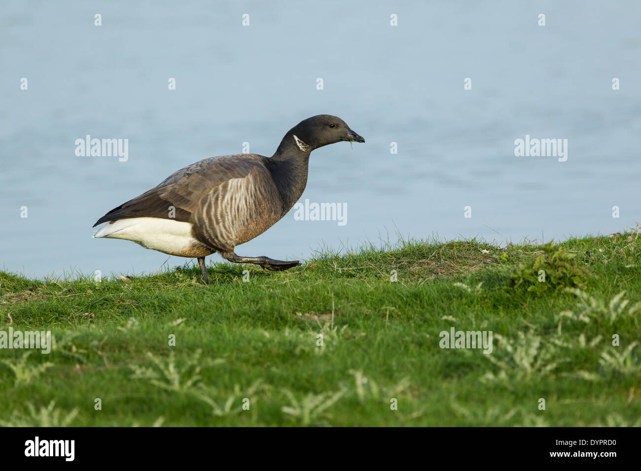 Brent goose hi-res stock photography and images - Alamy