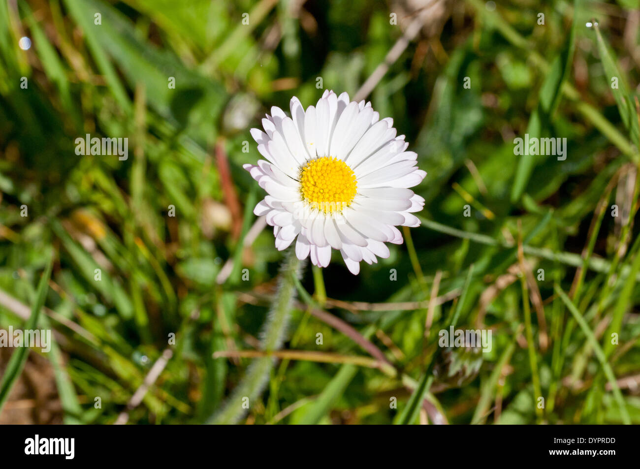 Daisy macro hi-res stock photography and images - Alamy