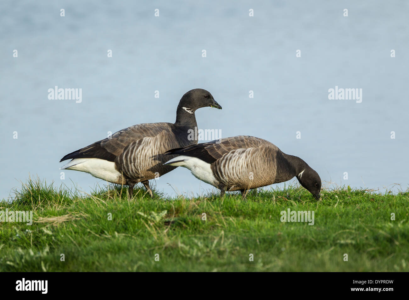 Brent goose, Latin name Branta bernicla, a pair foraging on a grassy ...