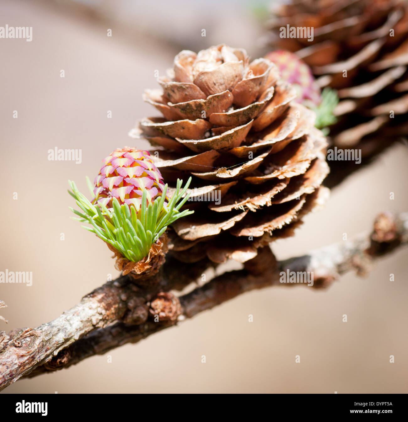 Cone bud hi-res stock photography and images - Alamy