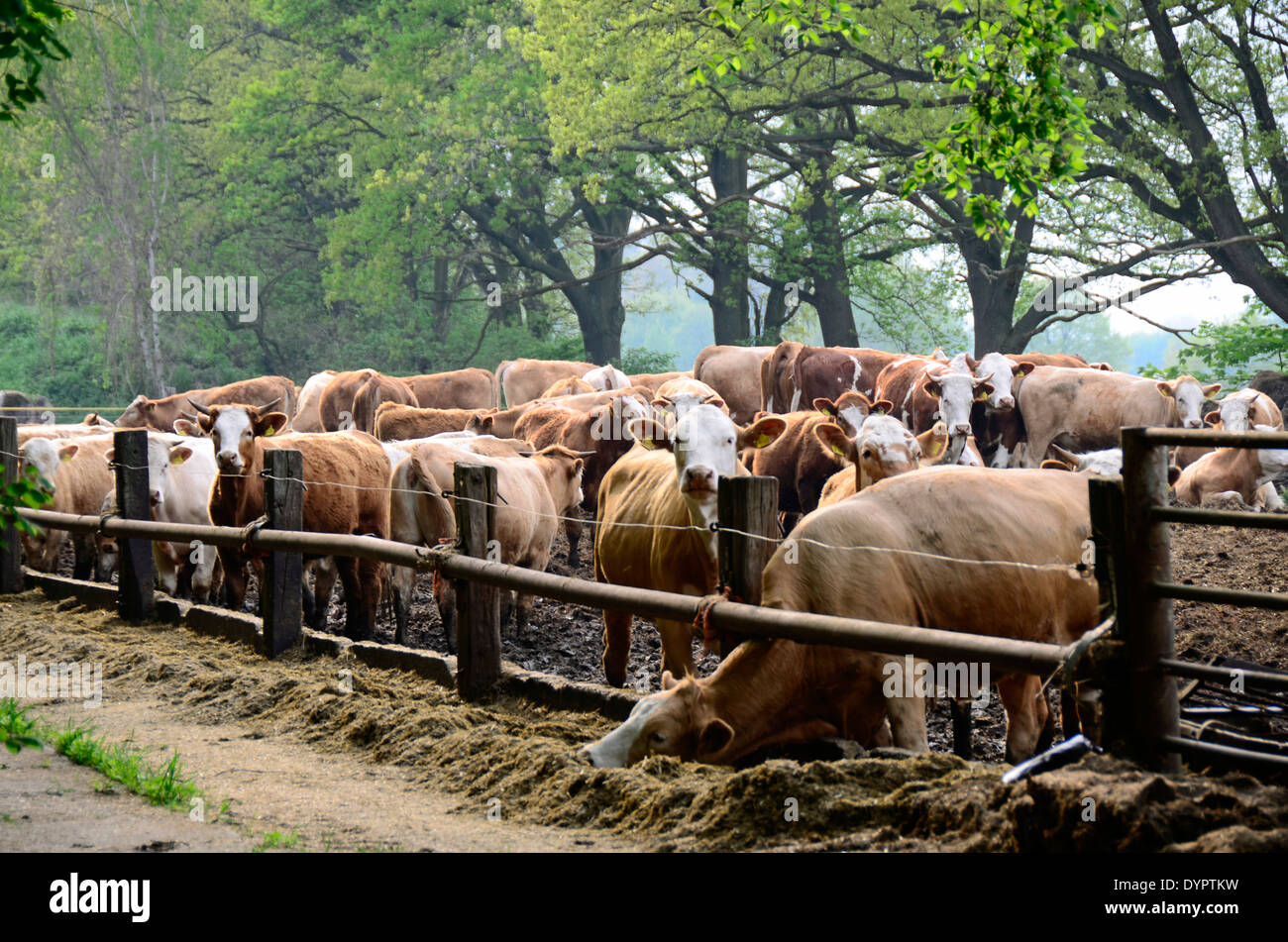 Cattle farming in germany hi-res stock photography and images - Alamy