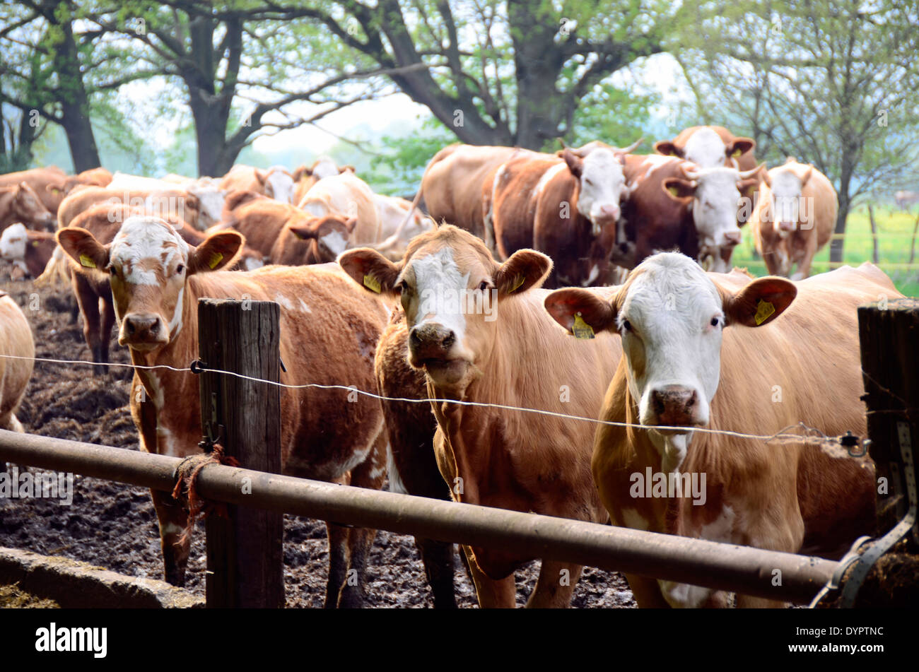Many cattle on grassland in Brandenburg, Germany, Europe Stock Photo ...