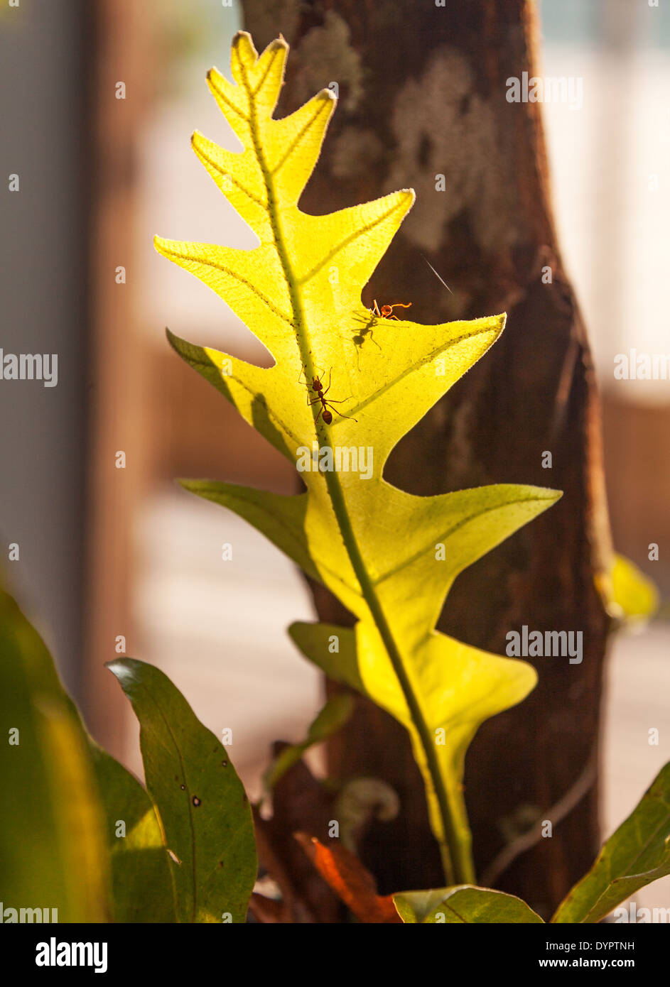 Couple of working ants on the yellow autumn leaf Stock Photo - Alamy