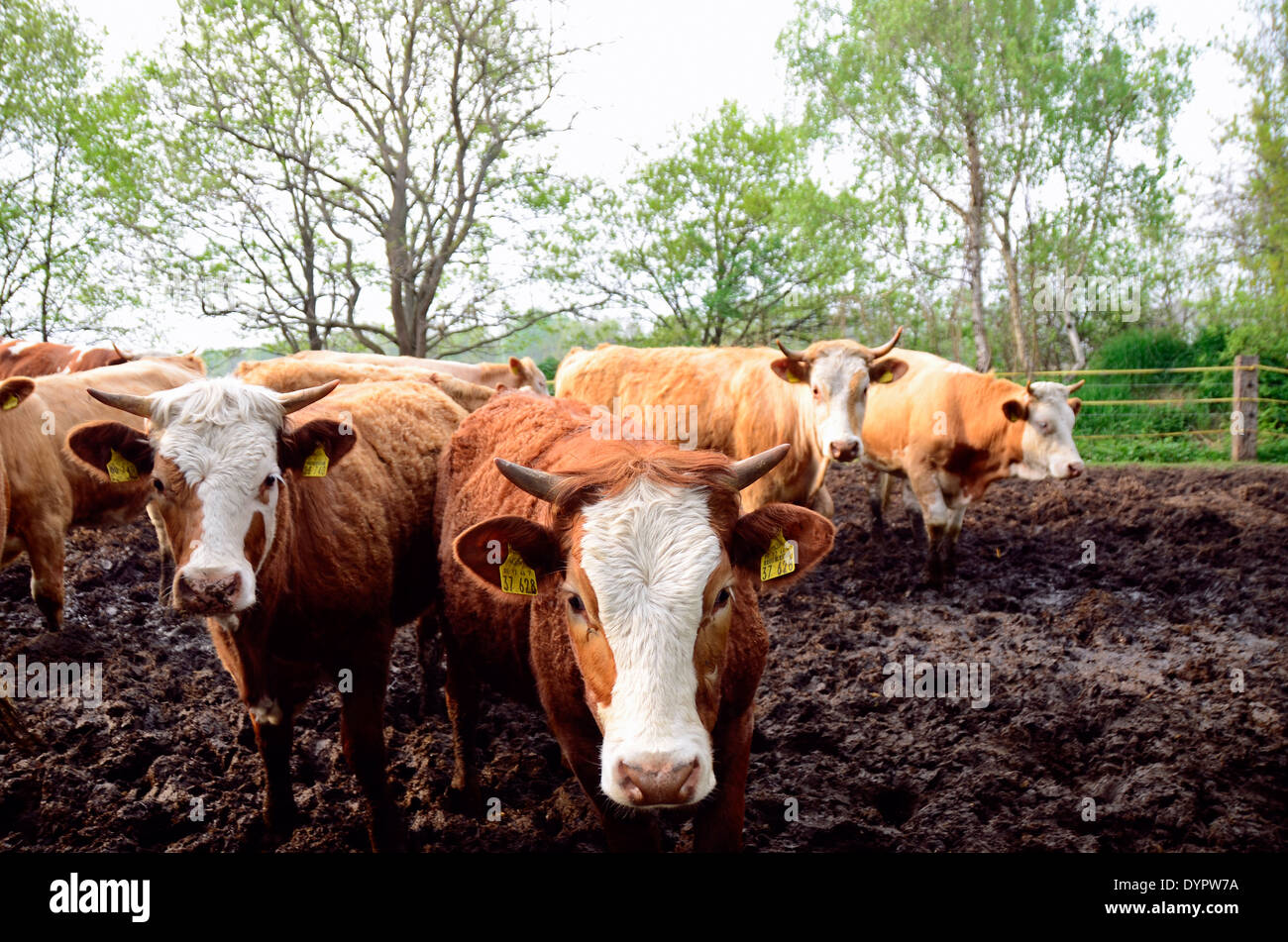 Many cattle on grassland in Brandenburg, Germany, Europe Stock Photo ...