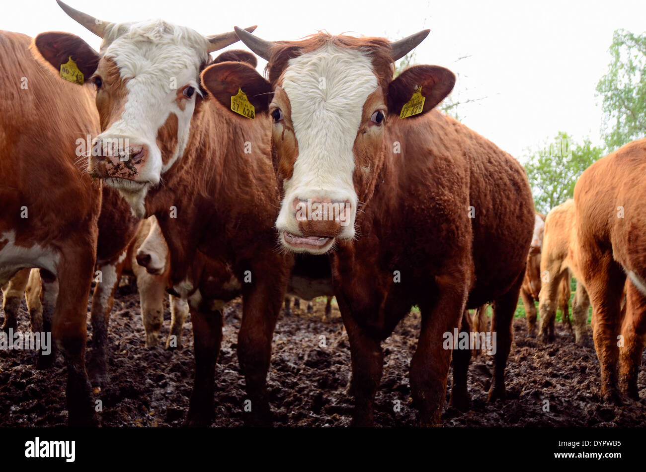 Beef cattle looking camera hi-res stock photography and images - Alamy