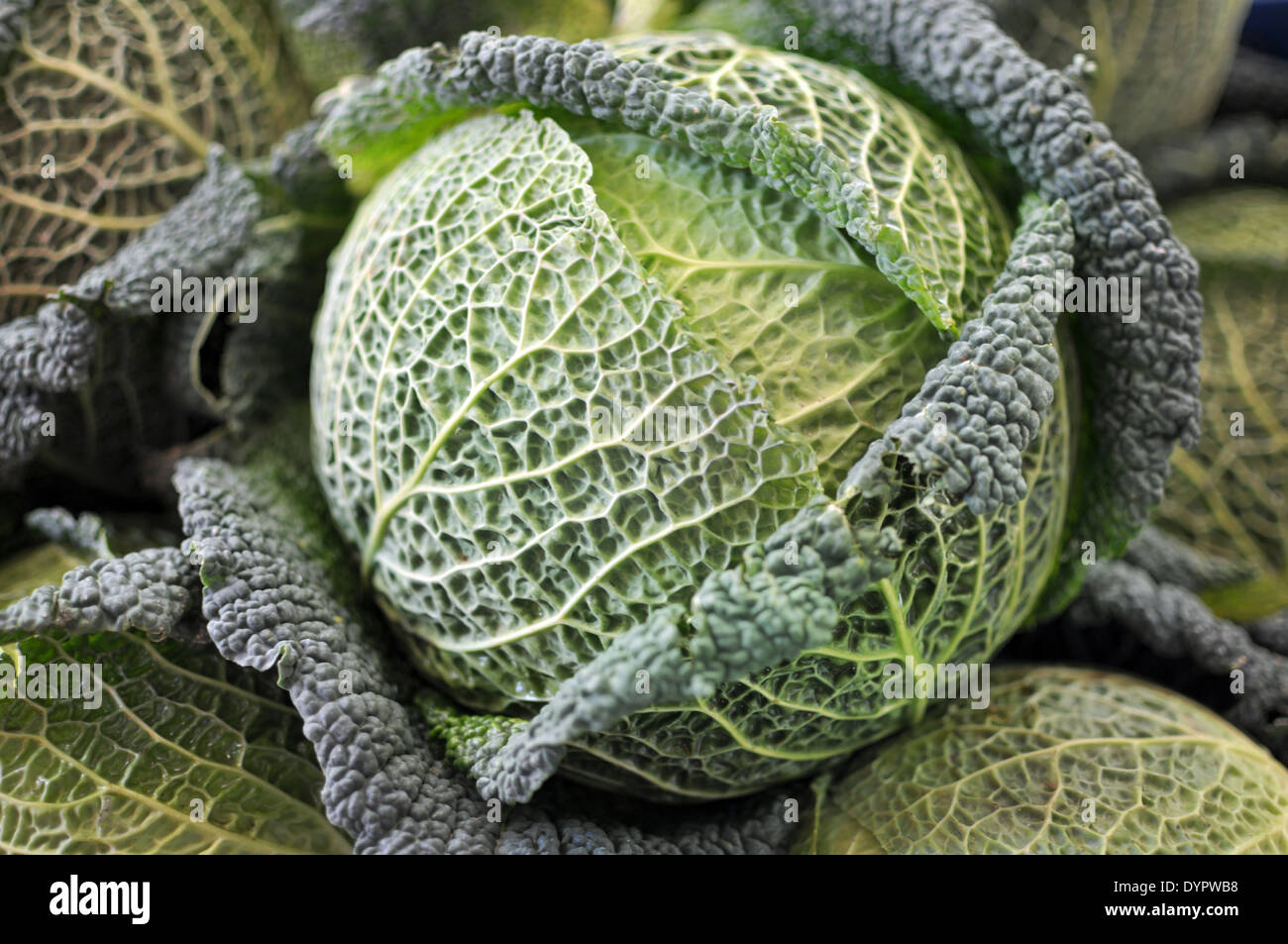 Green leaves of a fresh raw savoy cabbage close up Stock Photo - Alamy