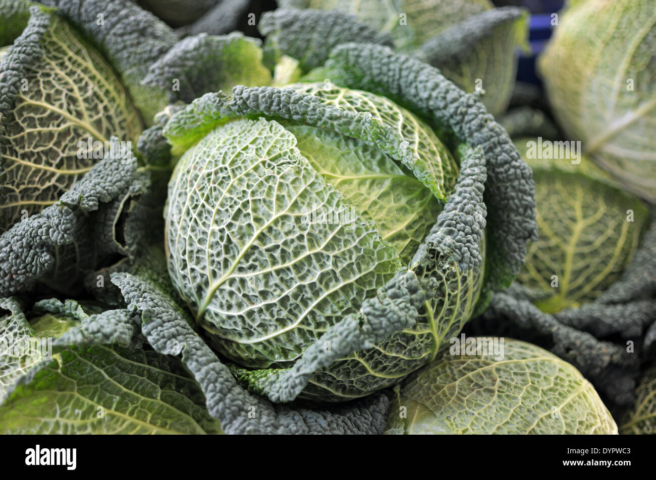 Green leaves of a fresh raw savoy cabbage close up Stock Photo - Alamy
