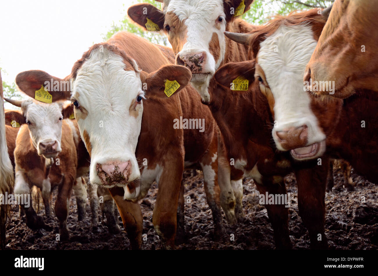 Many cow hi-res stock photography and images - Alamy