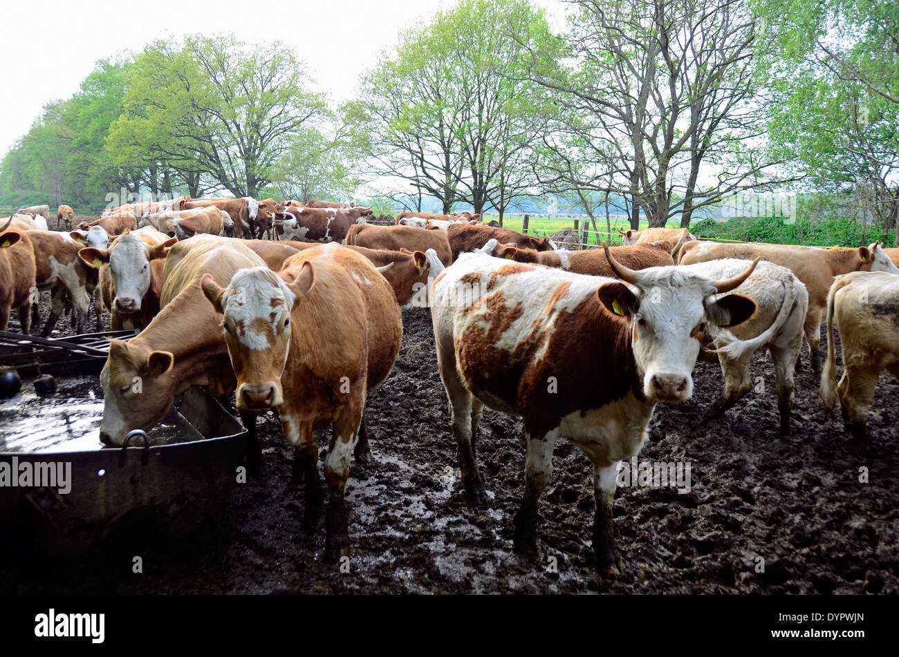 many cattle on pasture, drinking water Stock Photo - Alamy