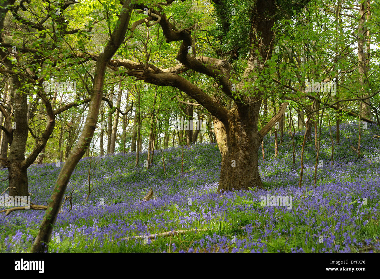 A carpet of Bluebells at Pulborough Brooks RSPB Nature Reserve in West ...