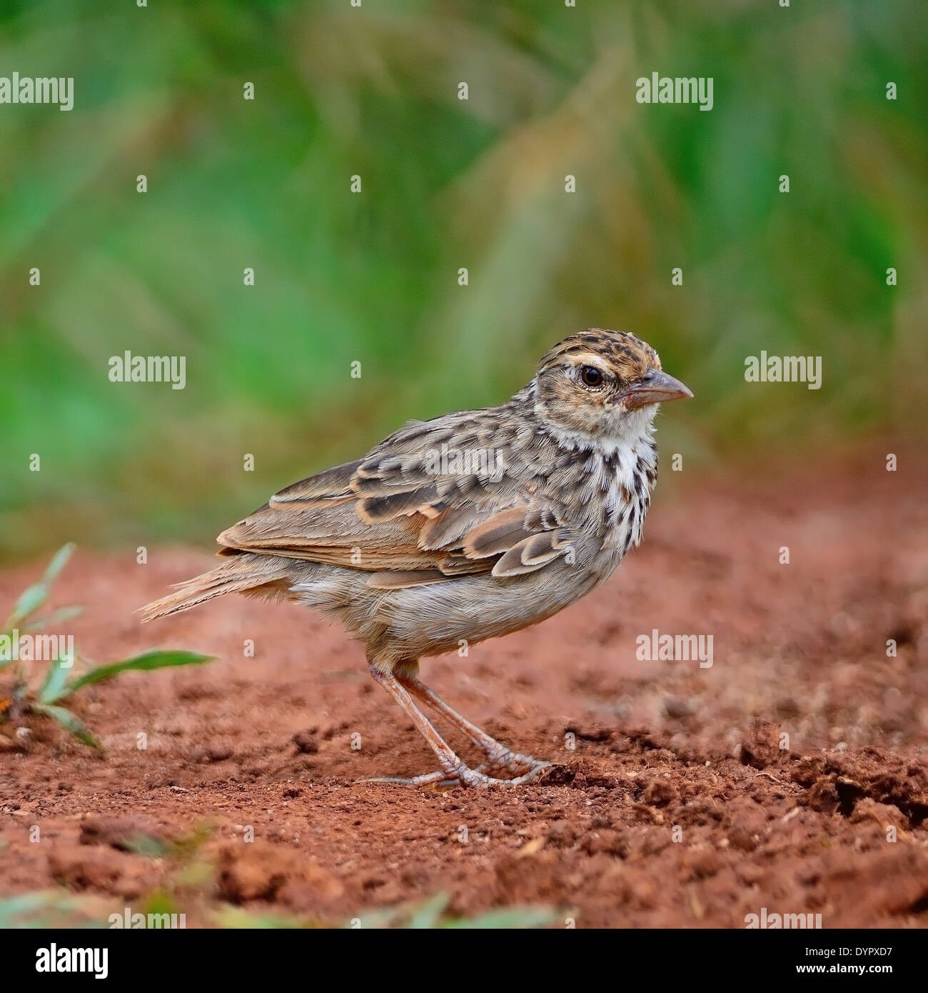 Beautiful Rufous-winged Bushlark bird (Mirafra assamica), standing on ...