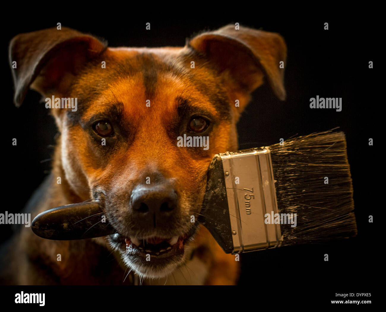 Dog holding a paintbrush Stock Photo - Alamy