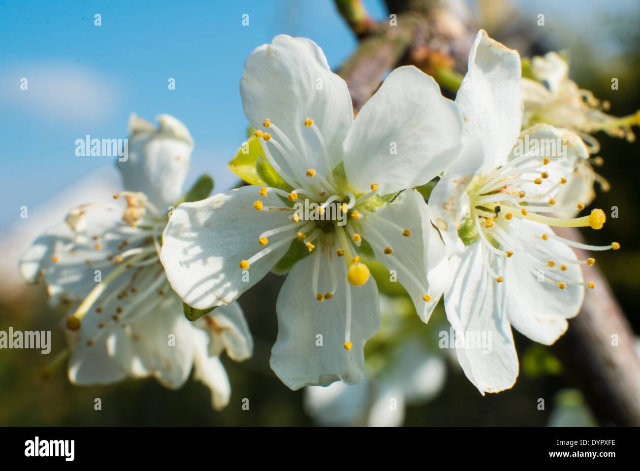 Apple blossom spring flowers hi-res stock photography and images - Alamy