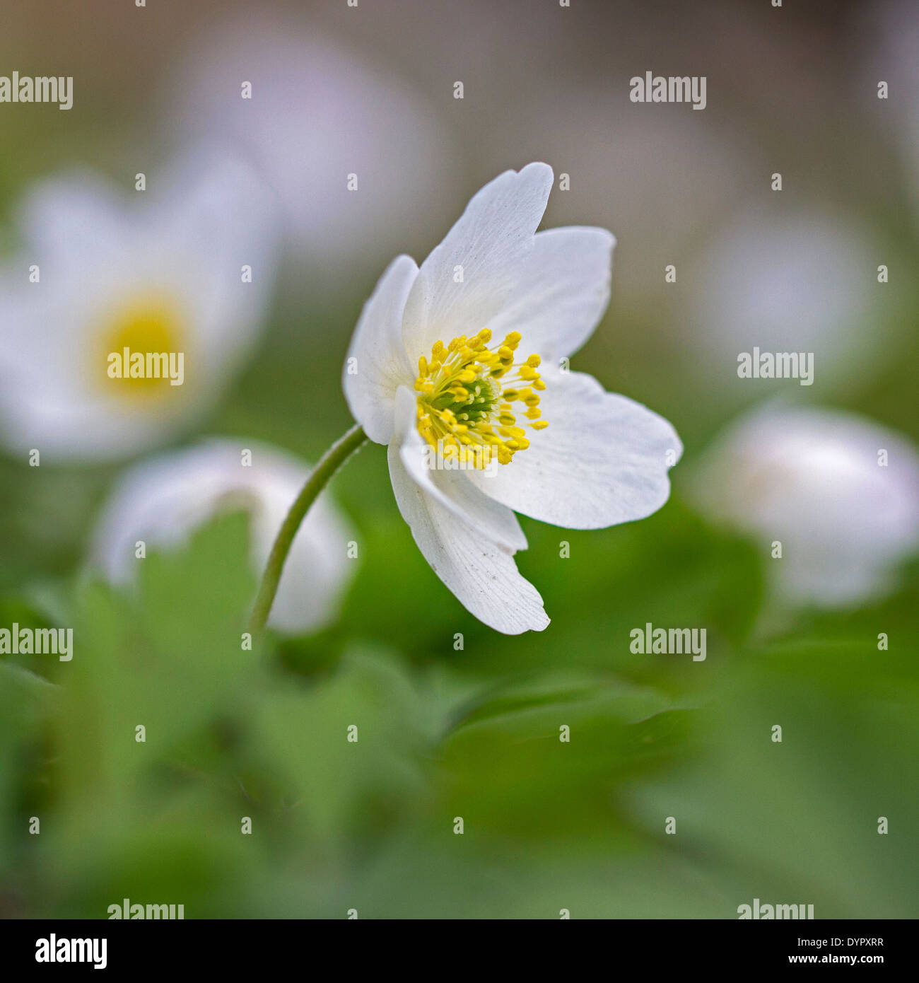Wood anemones (Anemone nemorosa) flowering in spring forest Stock Photo ...
