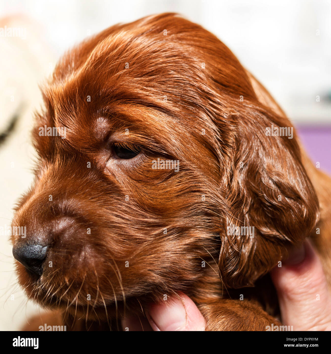 3 week old puppy hi-res stock photography and images - Alamy