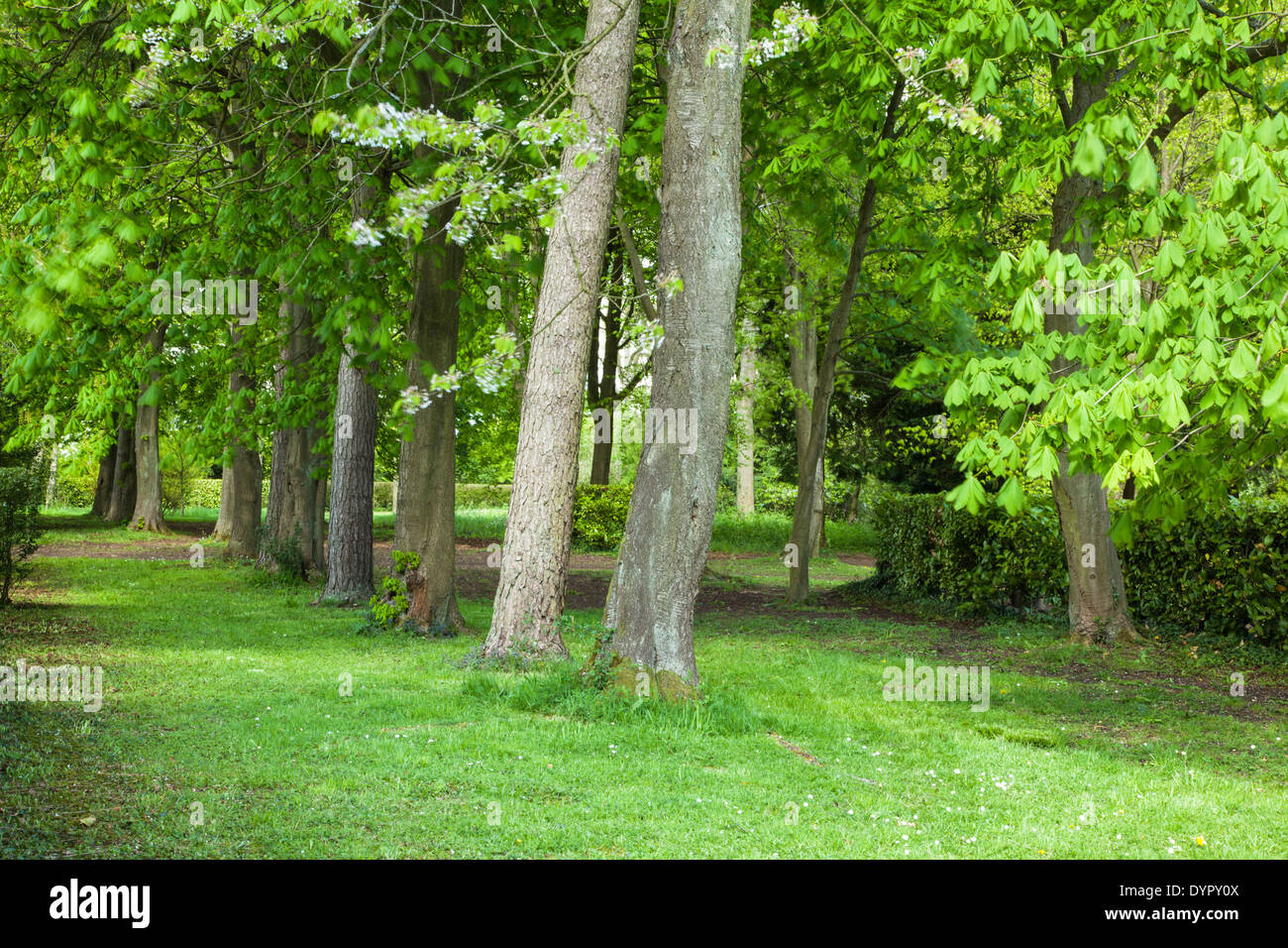 Horse chestnut trees (Aesculus hippocastanum) of the Western Approaches ...