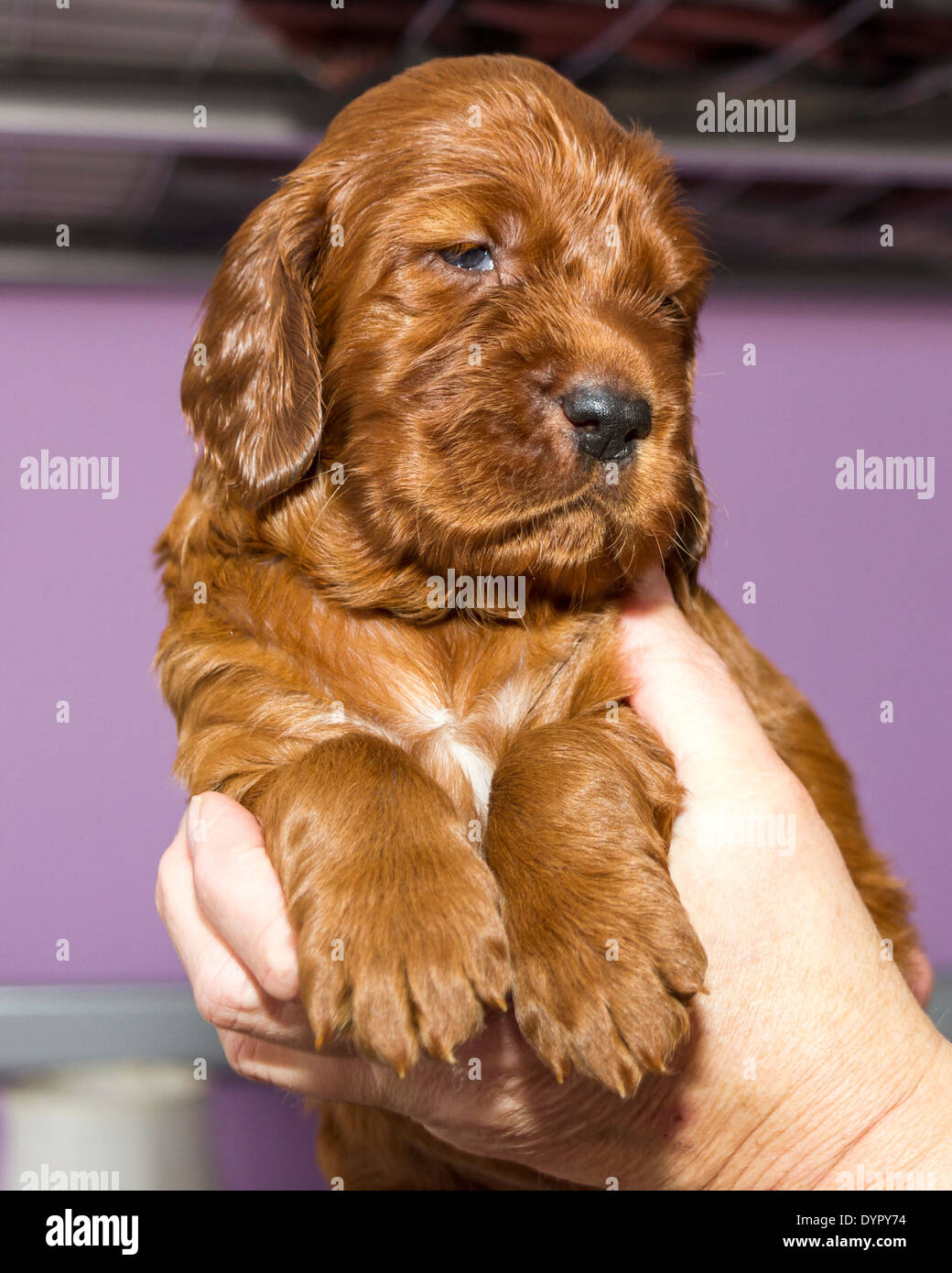 3 week old puppy hi-res stock photography and images - Alamy