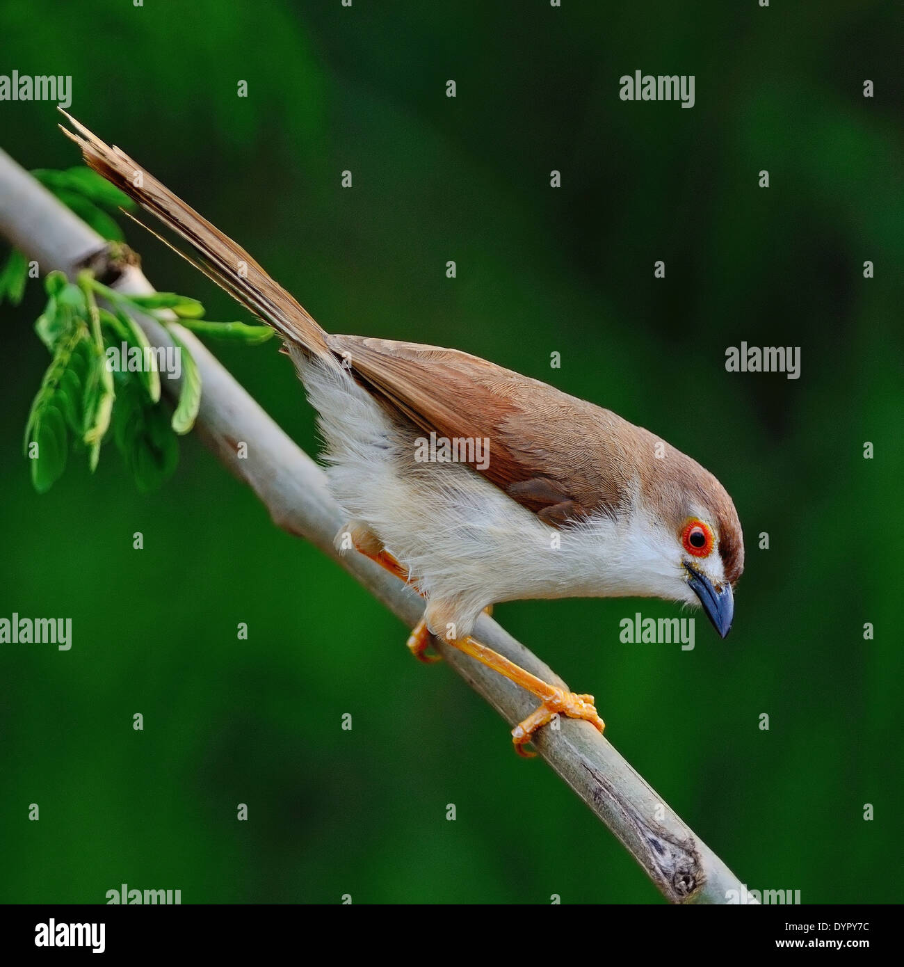 Yellow eyed bird hi-res stock photography and images - Alamy