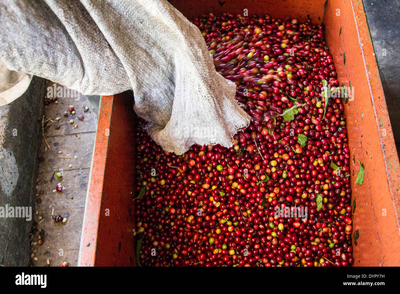 Costa rica coffee picking hi-res stock photography and images - Alamy