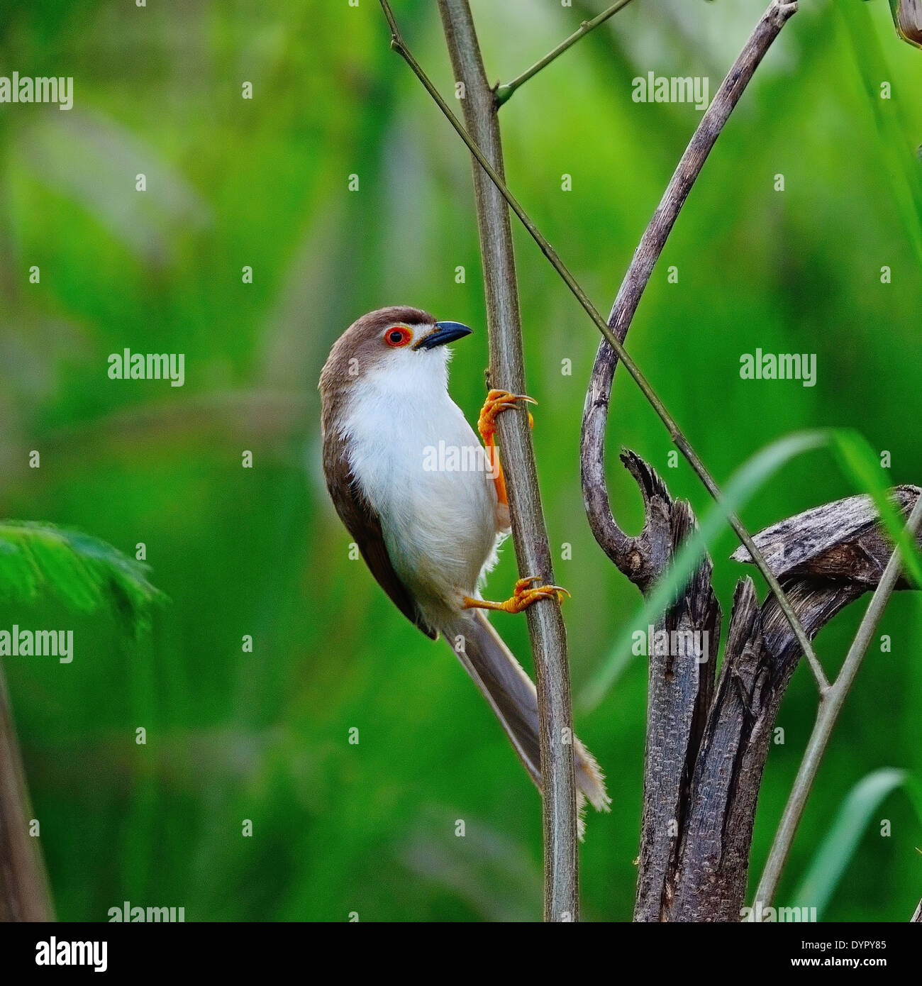 Yellow-eyed Babbler bird (Chrysomma sinense), standing on a branch ...