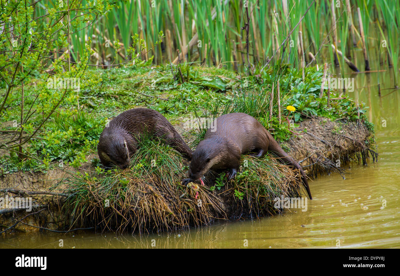 Aquatic habitat hi-res stock photography and images - Alamy
