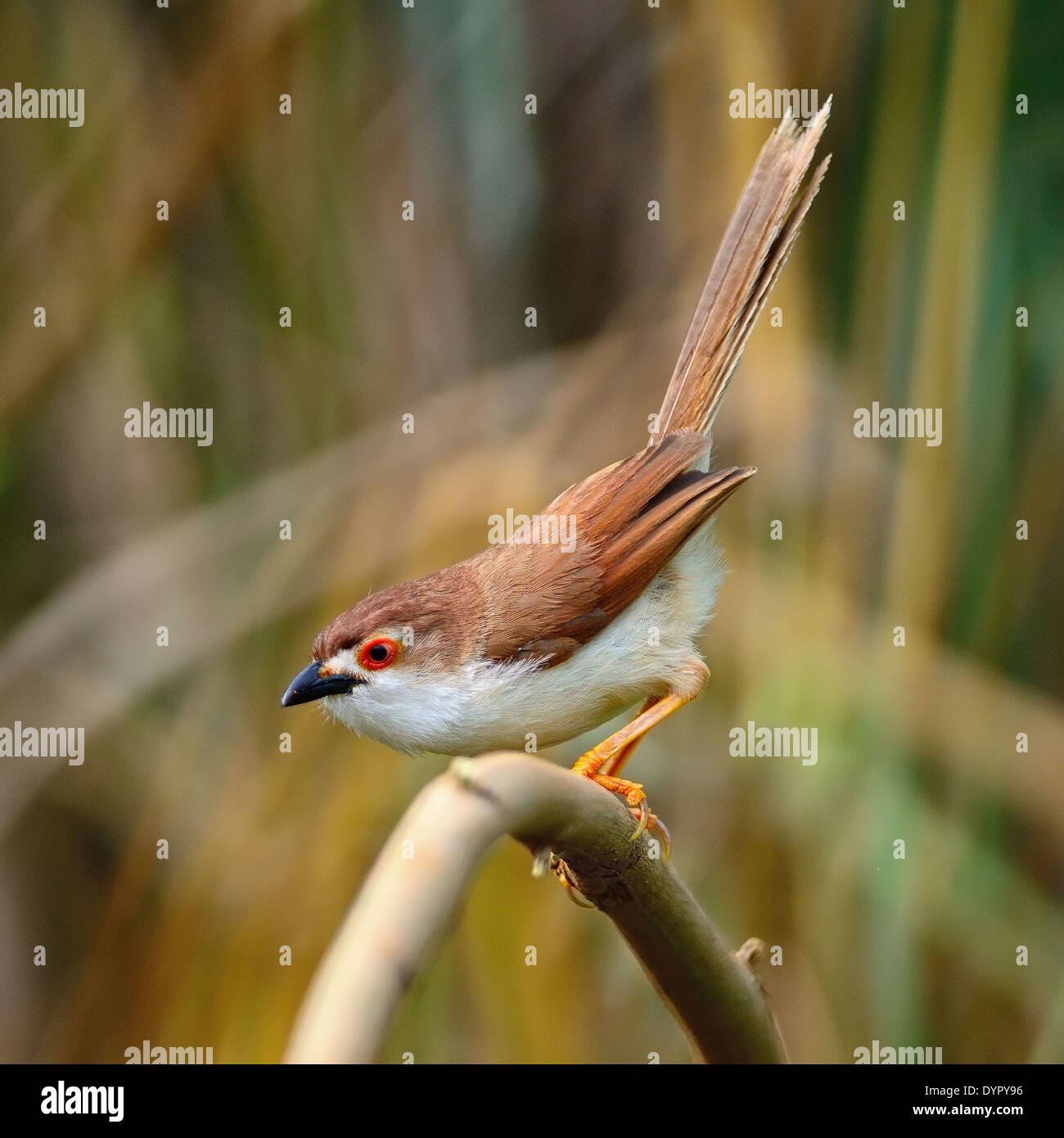 Yellow-eyed Babbler bird (Chrysomma sinense), standing on a branch ...