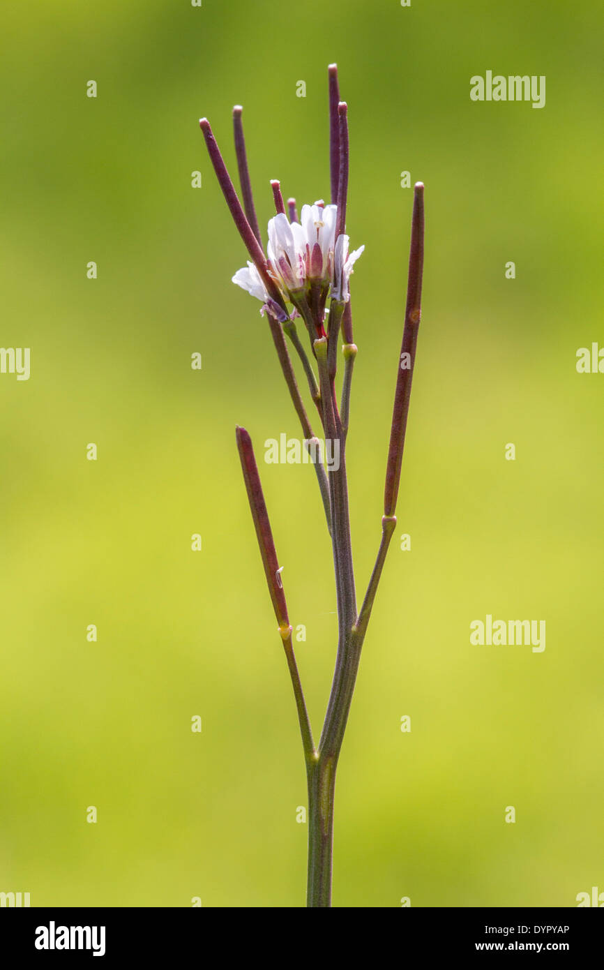 Hairy bittercress (Cardamine hirsuta) in flower Stock Photo - Alamy