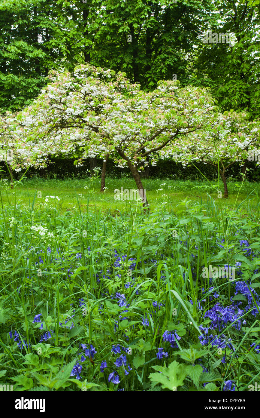 The tree cathedral hi-res stock photography and images - Alamy