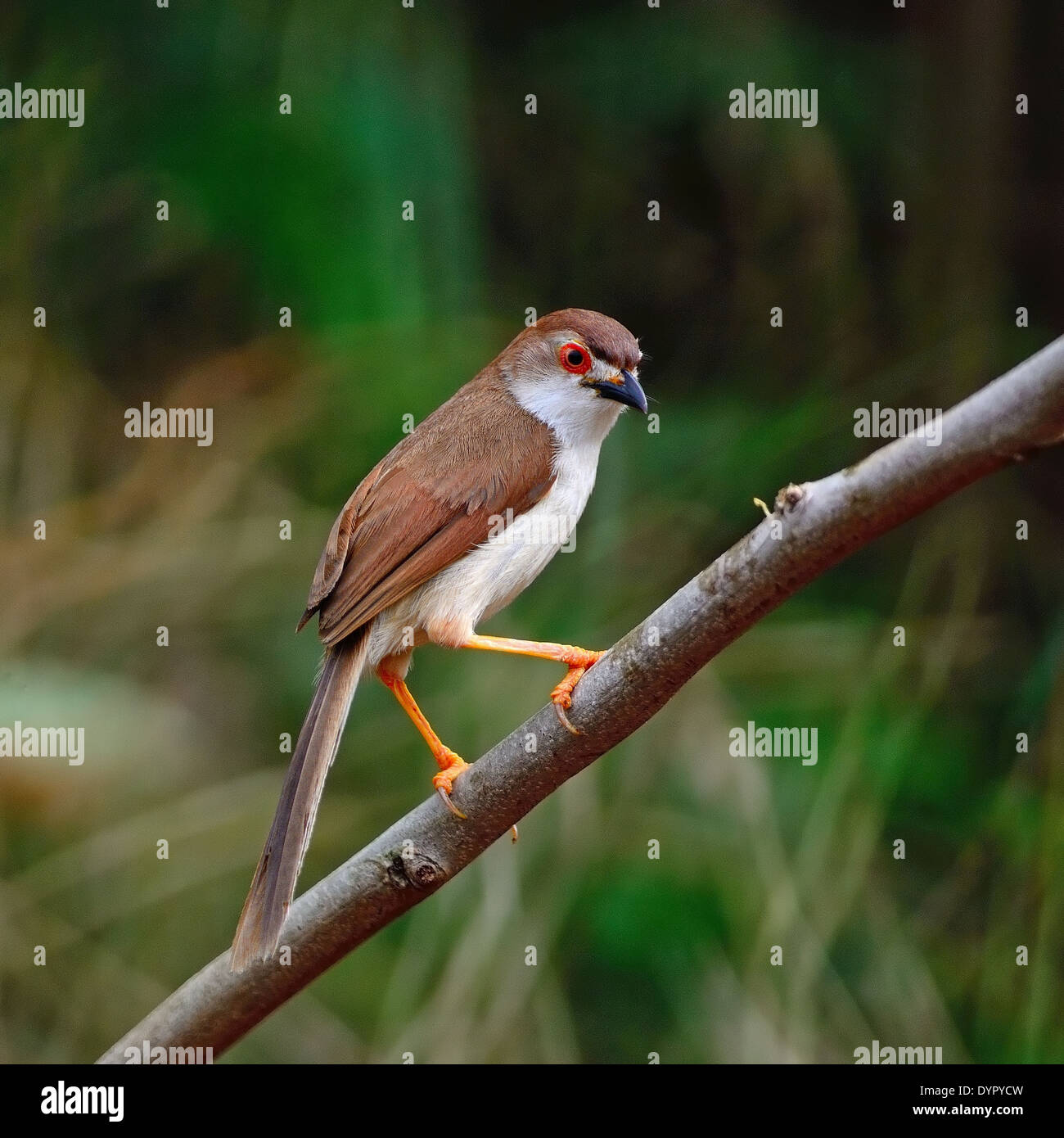 Yellow-eyed Babbler bird (Chrysomma sinense), standing on a branch ...