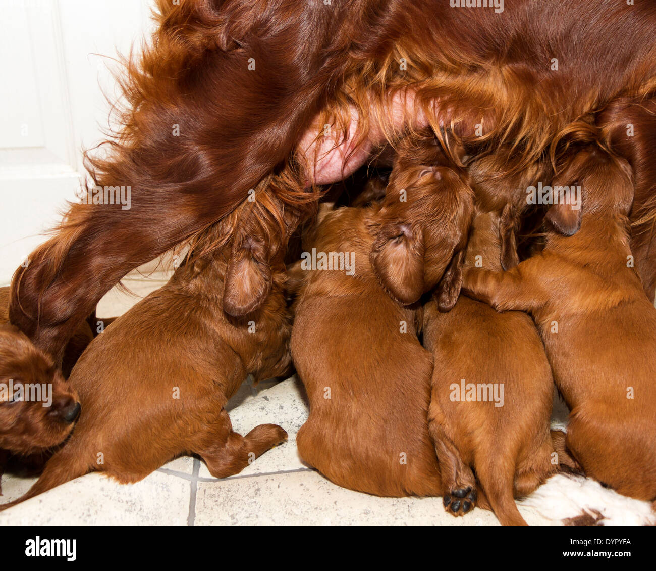 Three week old Irish Setter puppies feeding Stock Photo - Alamy