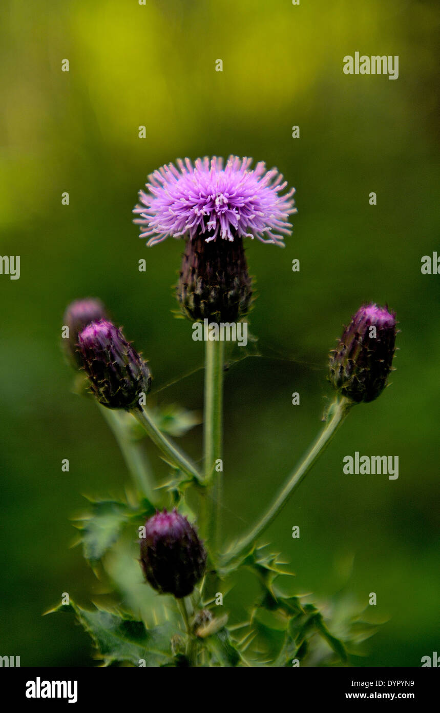 Canadian thistle hi-res stock photography and images - Alamy