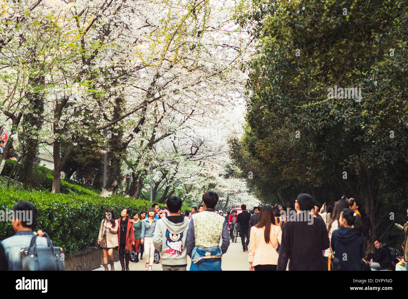 Cherry blossom in Wuhan university, crowd are in university for flowers ...