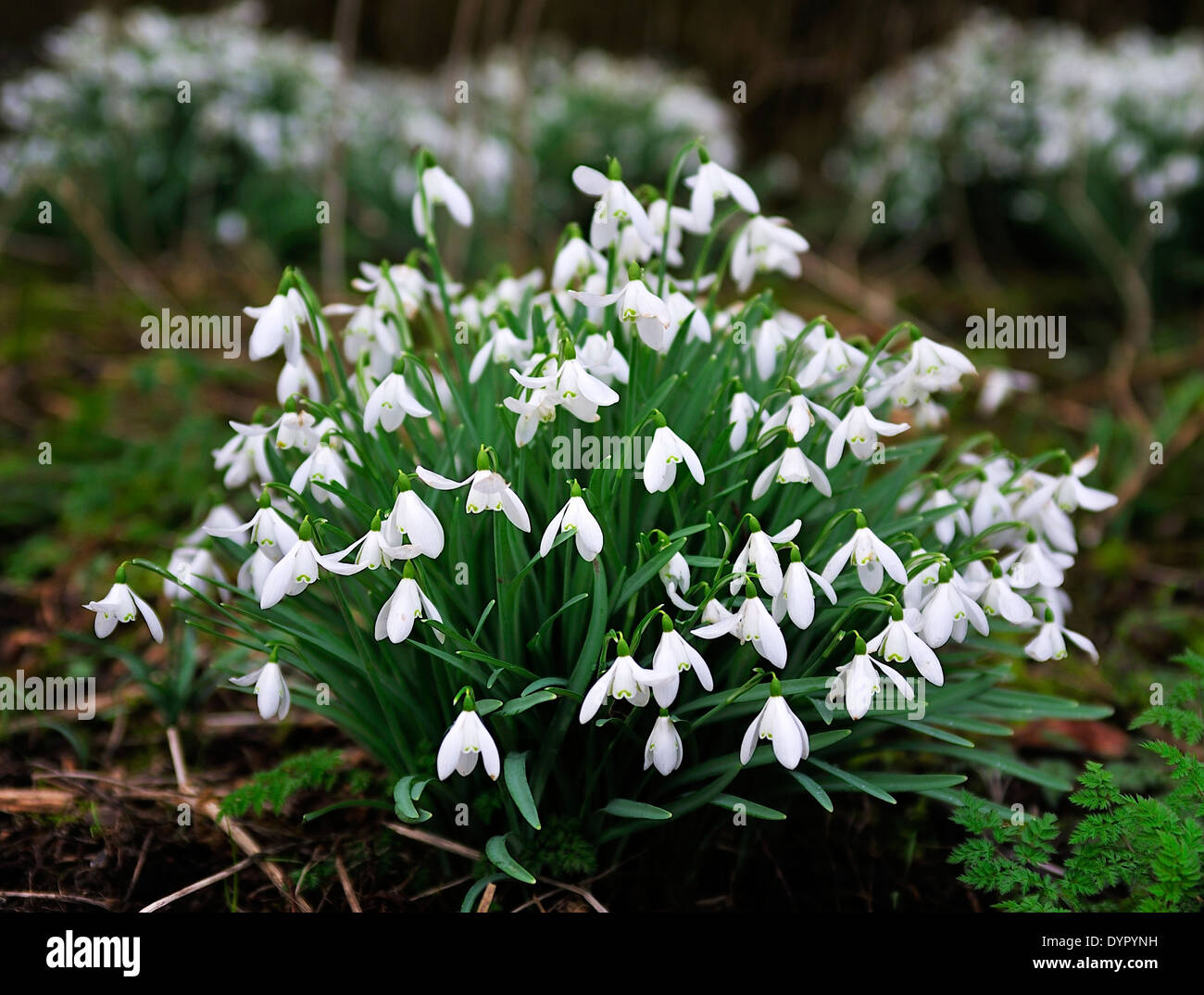 Spring Snow Drops Stock Photo - Alamy