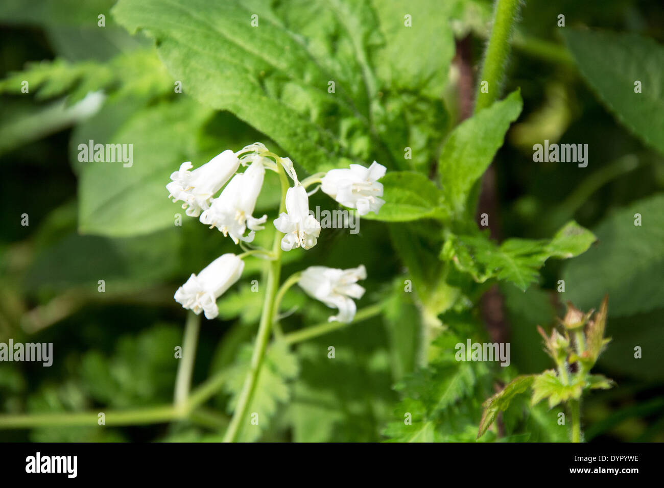 Rare white bluebell hi-res stock photography and images - Alamy