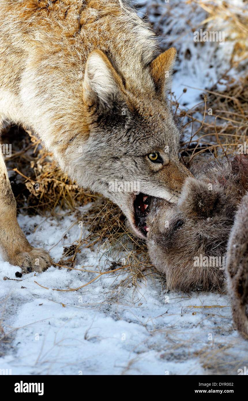 A wild coyote pulling on a baby bighorn sheep that he has just killed ...