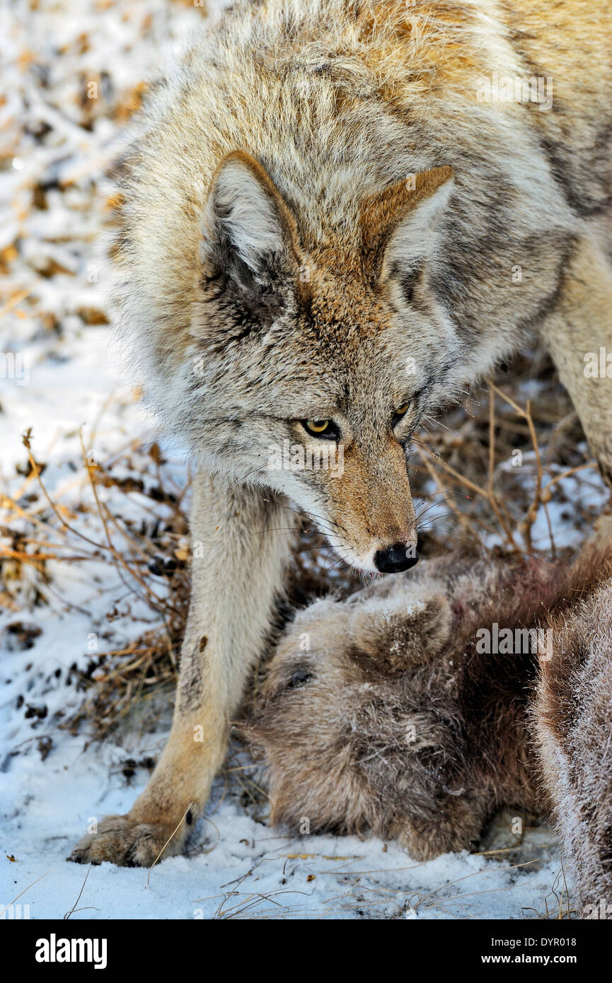 Coyote eating sheep hi-res stock photography and images - Alamy