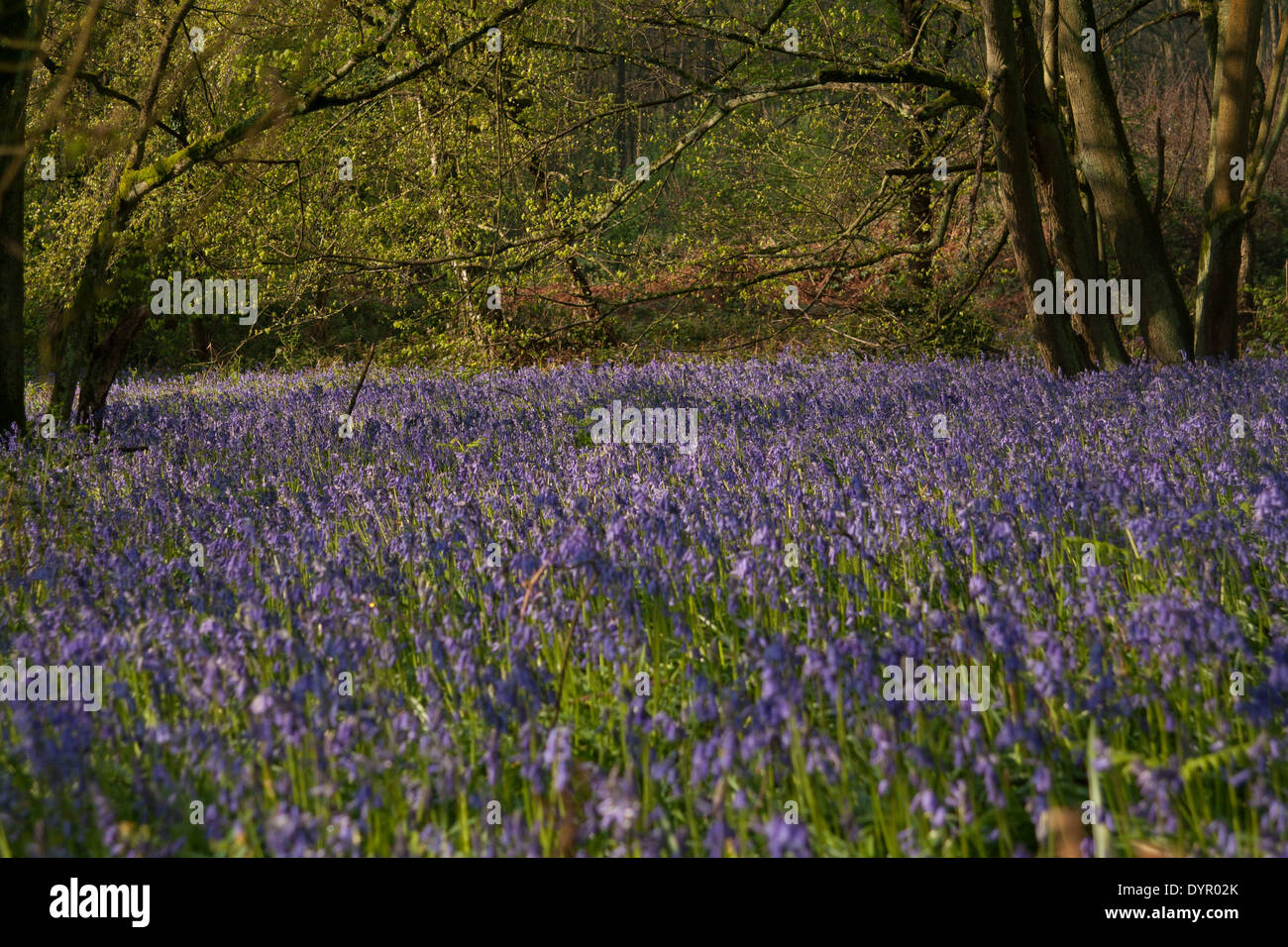 Bluebells in Woods Stock Photo - Alamy