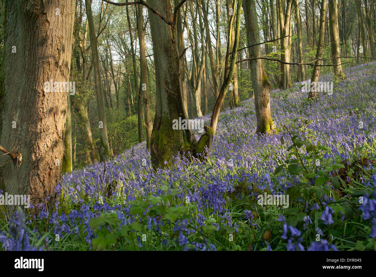 Bluebells in Woods Stock Photo - Alamy