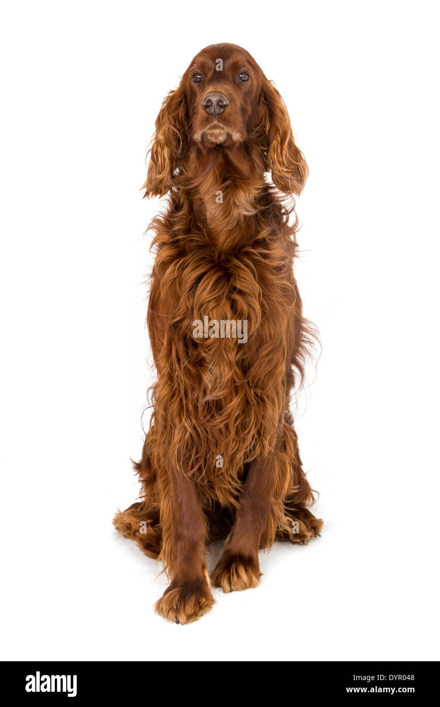 Adult Irish Setter posing in studio Stock Photo - Alamy