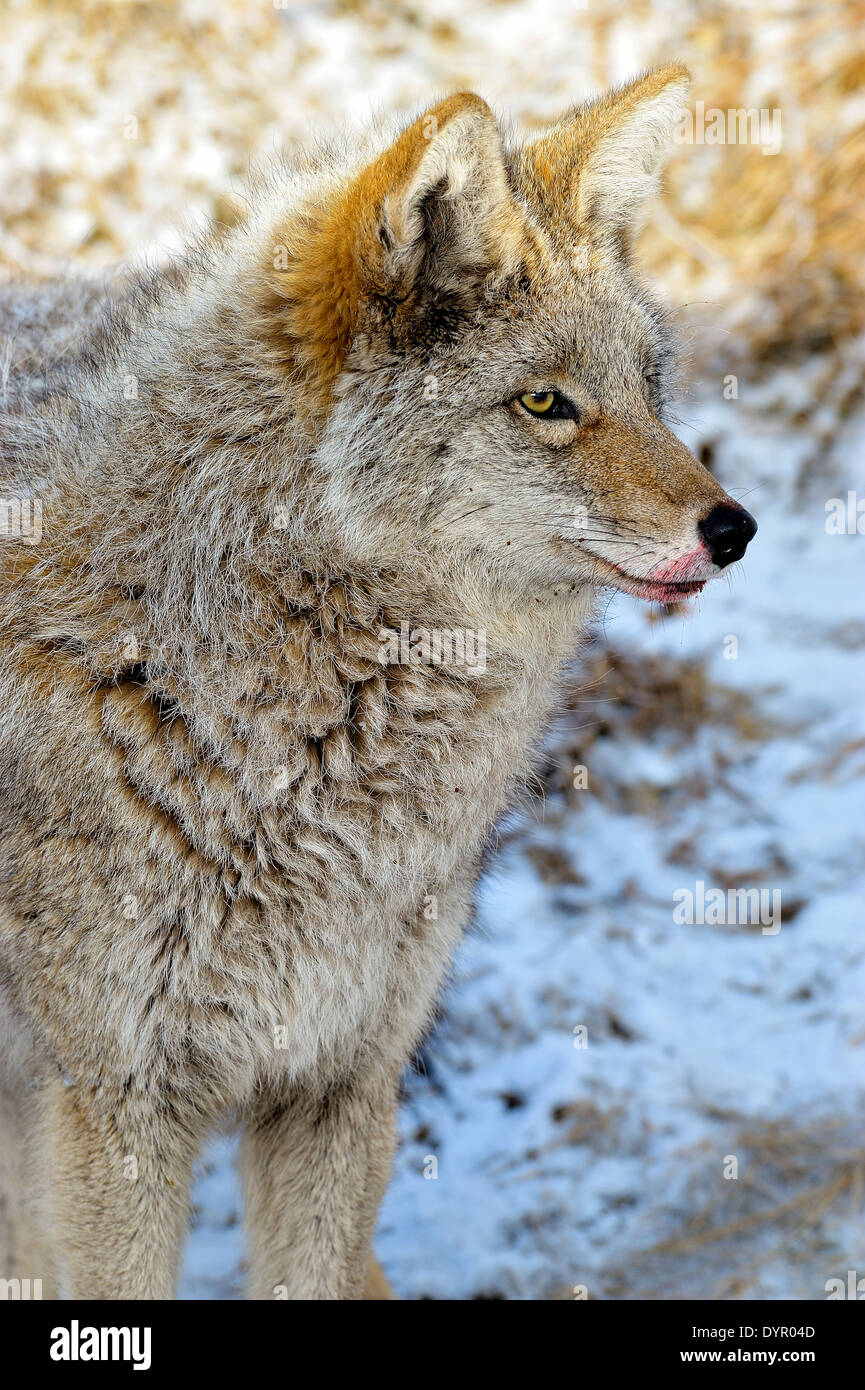 A portrait image of a wild coyote looking to the side Stock Photo - Alamy