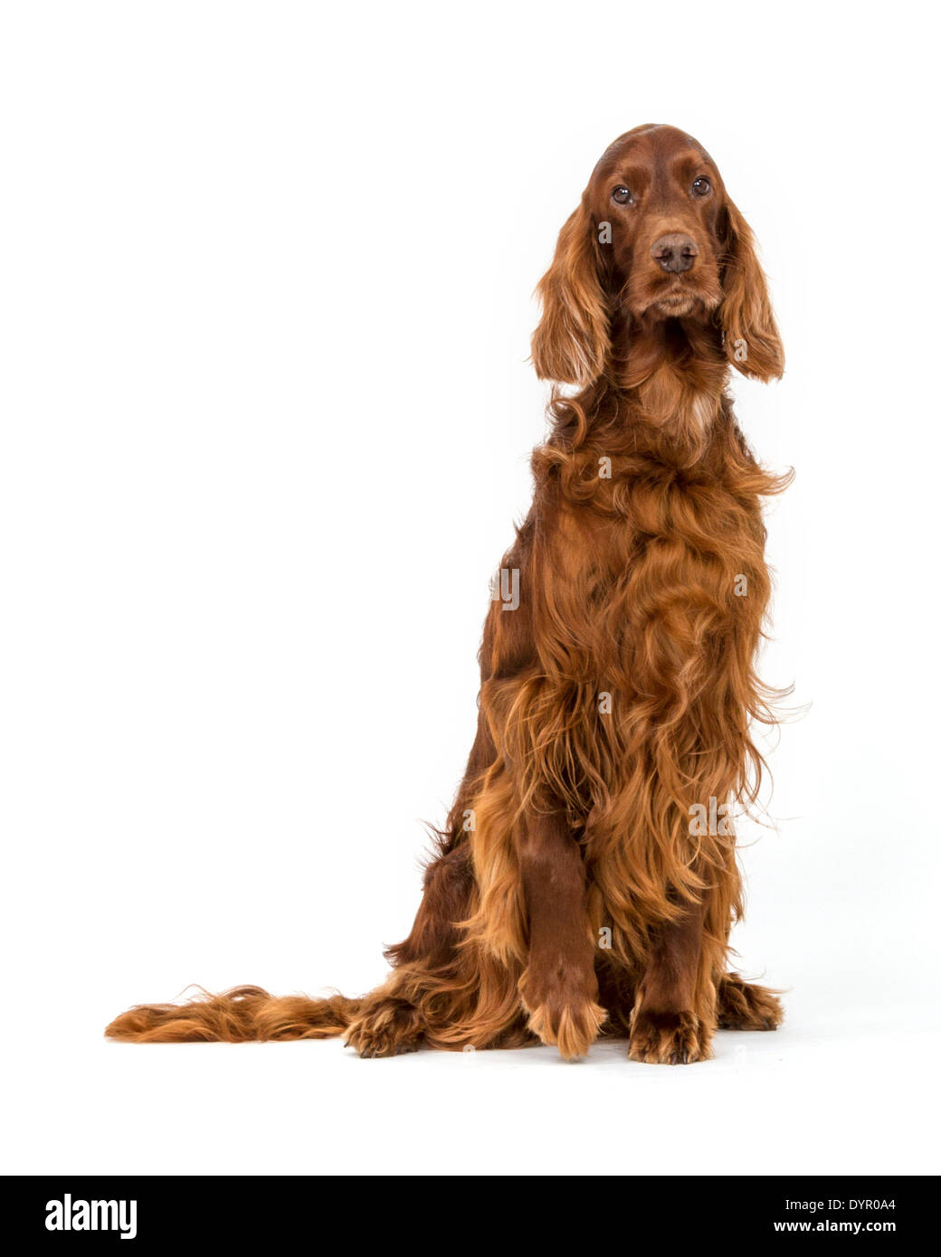 Adult Irish Setter dog posing in studio Stock Photo - Alamy