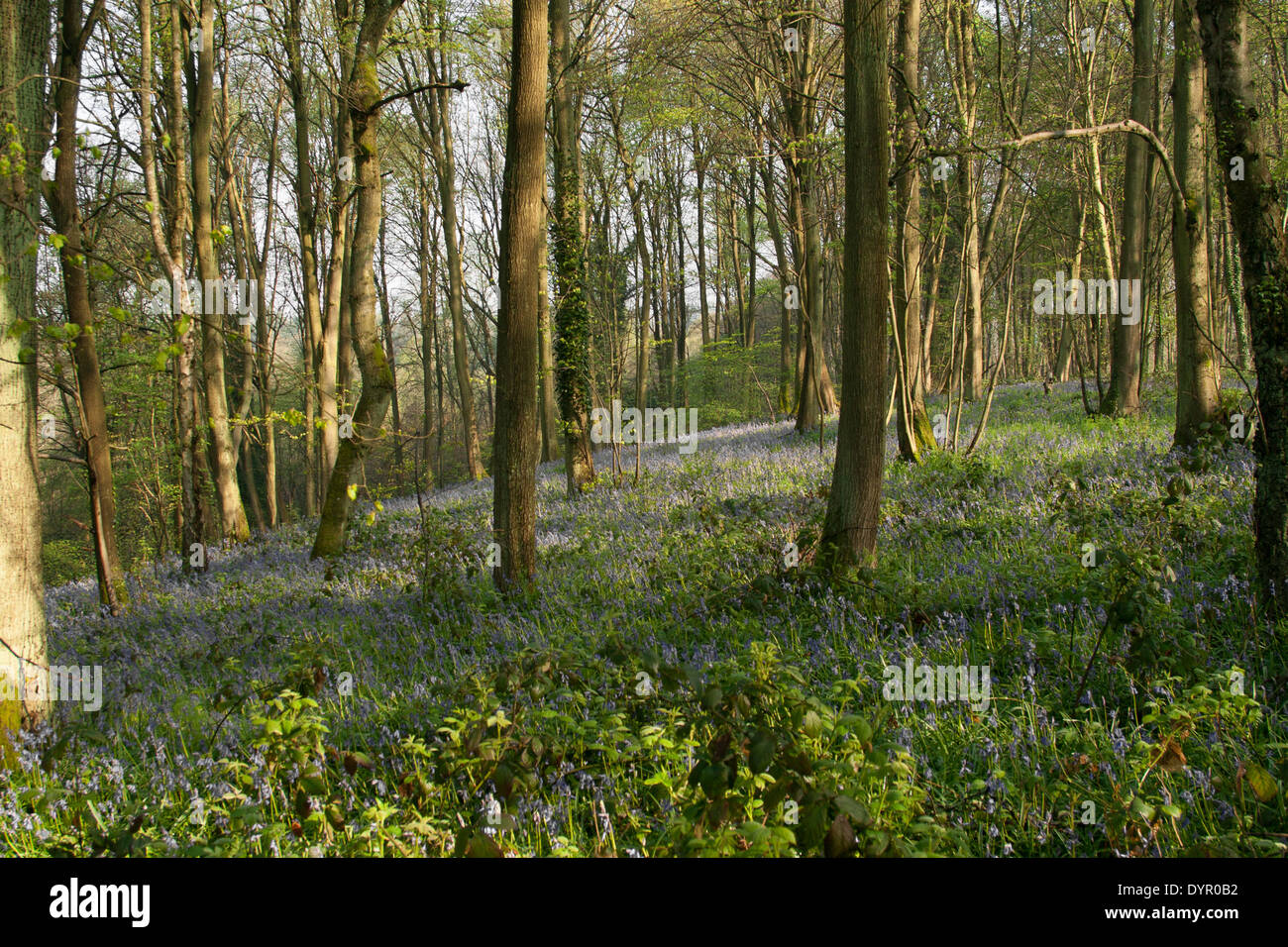 Bluebells in Woods Stock Photo - Alamy